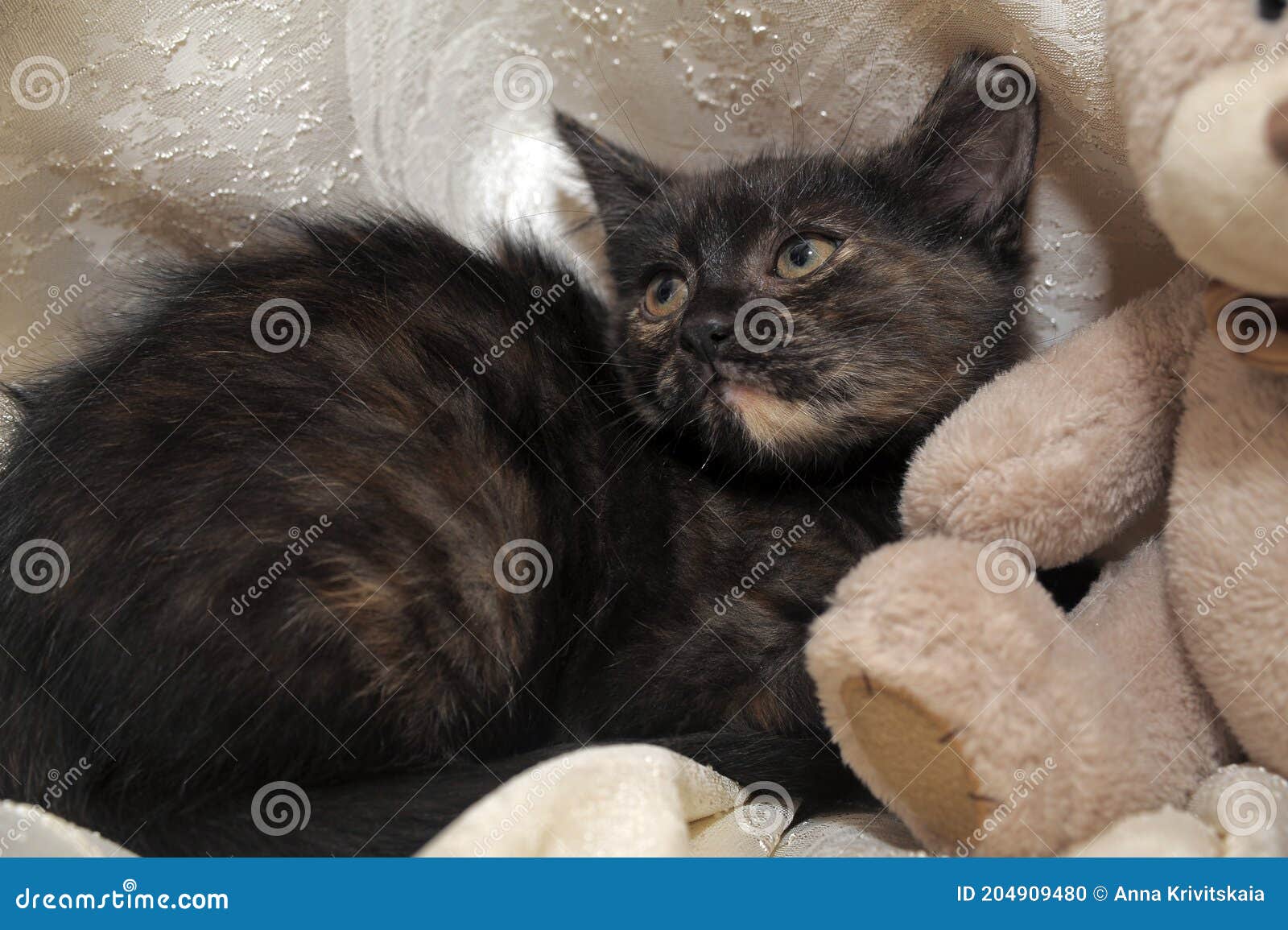 Small Black and Red Scared Kitten on the Couch Stock Photo - Image of ...