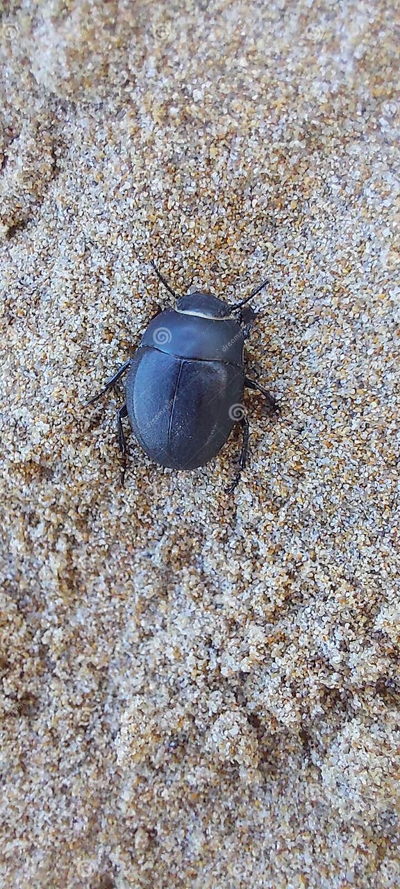 Small Black Sand Beetles Corfu Stock Photo - Image of crawl, beetles ...