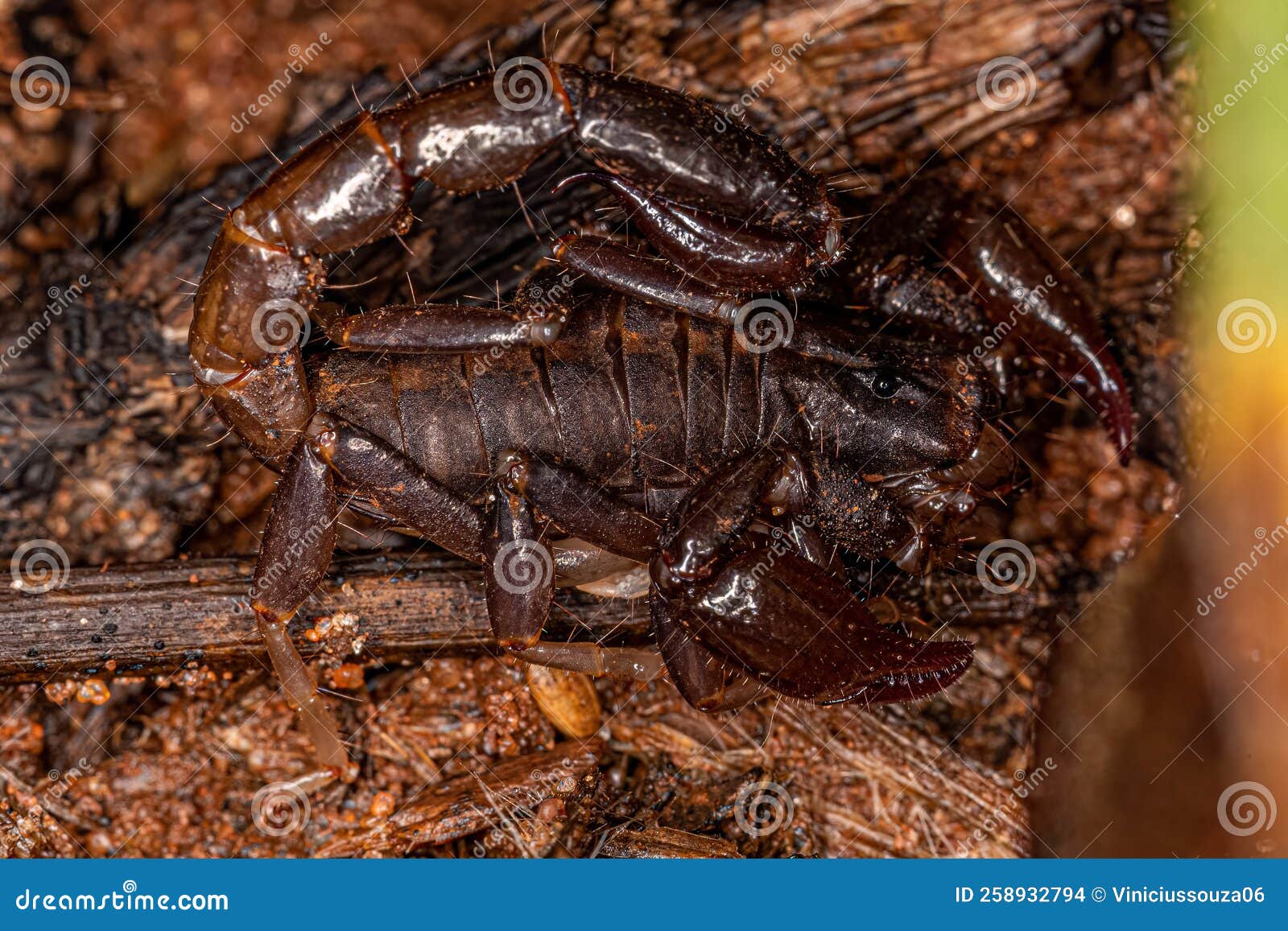 Small Black Scorpion stock photo. Image of poisonous - 258932794
