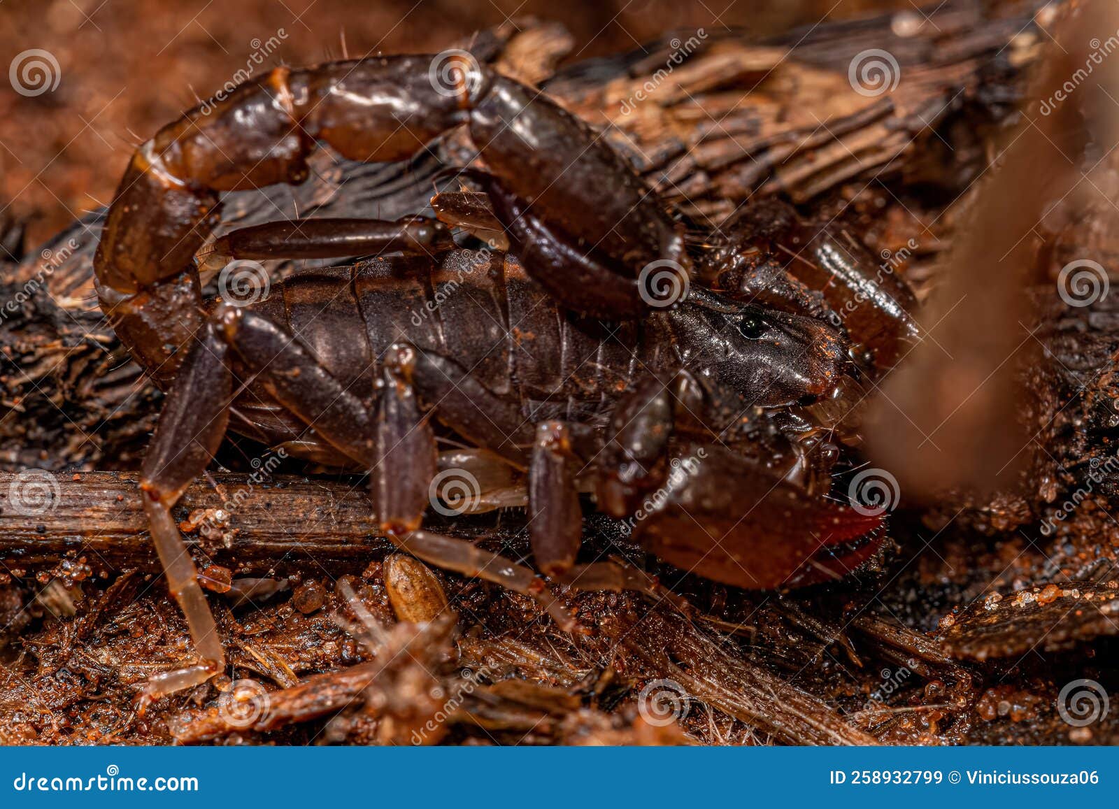 Small Black Scorpion stock image. Image of arachnida - 258932799