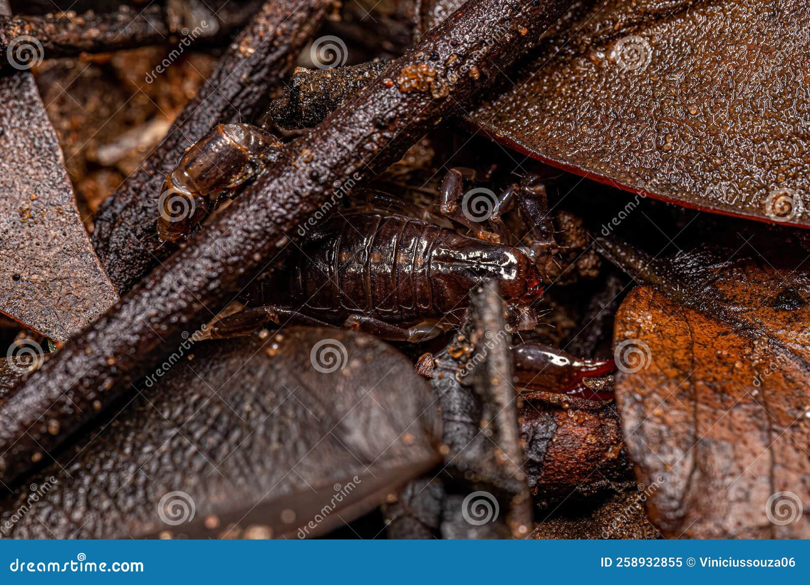 Small Black Scorpion stock image. Image of danger, invertebrate - 258932855