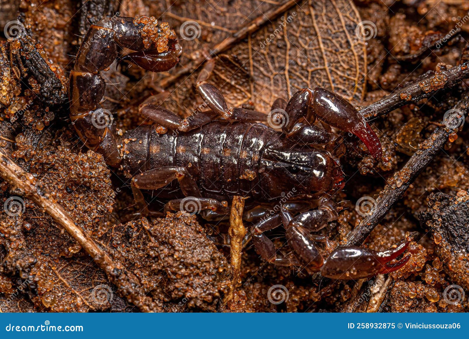 Small Black Scorpion stock image. Image of brown, poison - 258932875