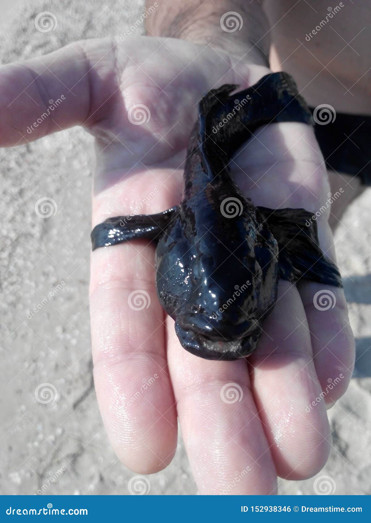 A Small Black Sea Fish from the Bottom of the Sea Stock Photo - Image ...