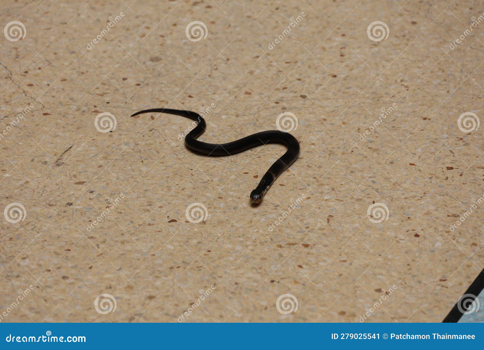 The Small Black Snake Slithering on the Ground Was Terrifying, a ...