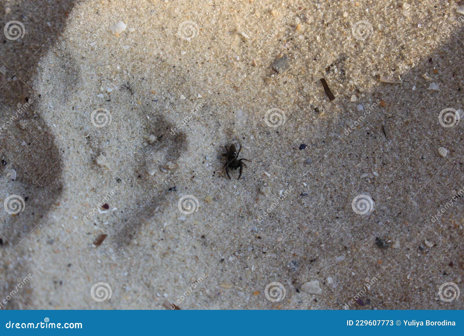 Small Black Spider with Claws Lives in the Sand on the Beach Stock ...