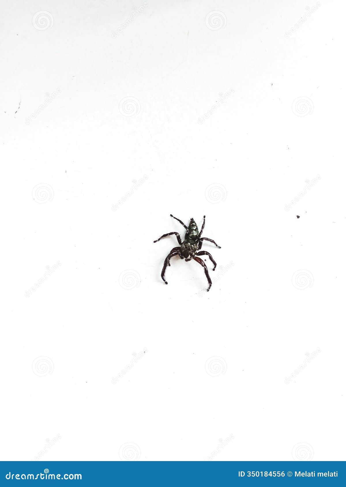 Small Black Spider on White Floor Stock Photo - Image of spider, black ...
