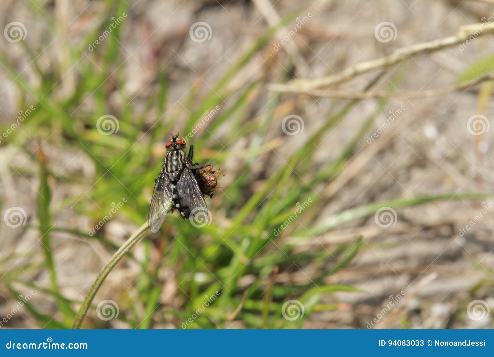 A Small Black Striped Fly that Sits on a Leaf Stock Image - Image of ...