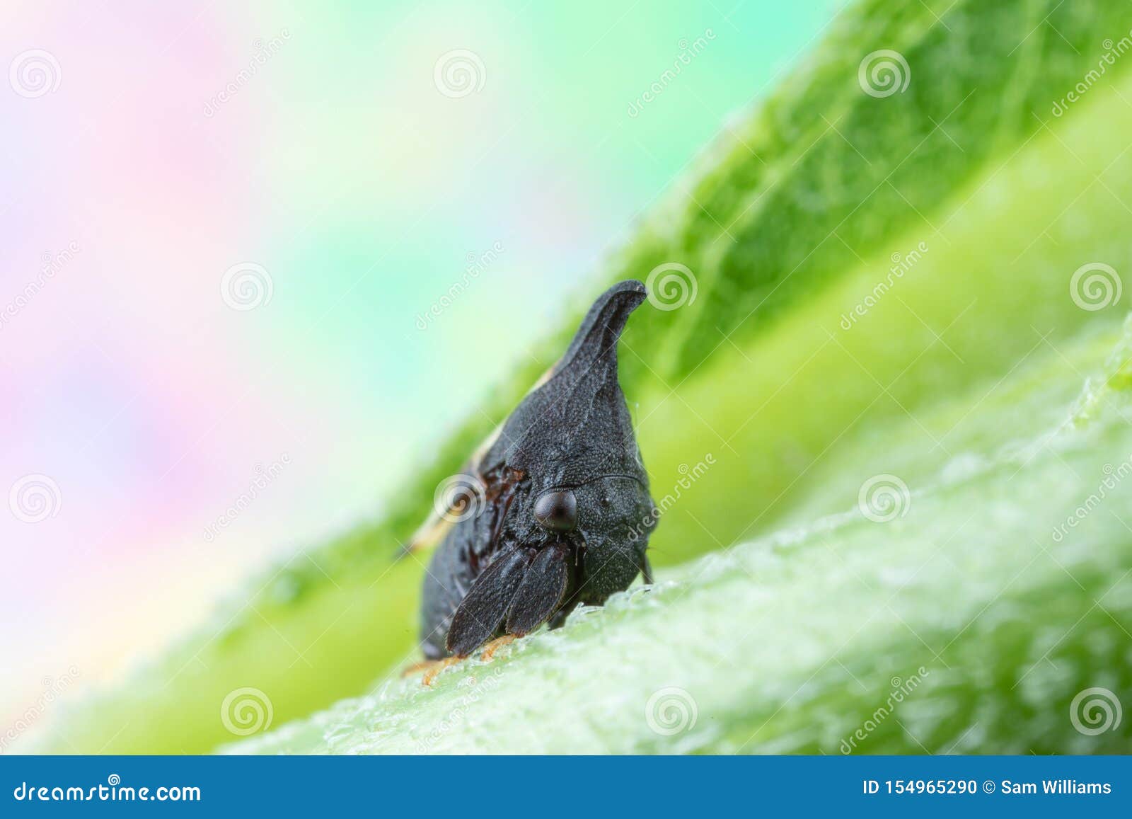 Small Black Treehopper on Sunflower Stem Stock Photo - Image of macro ...