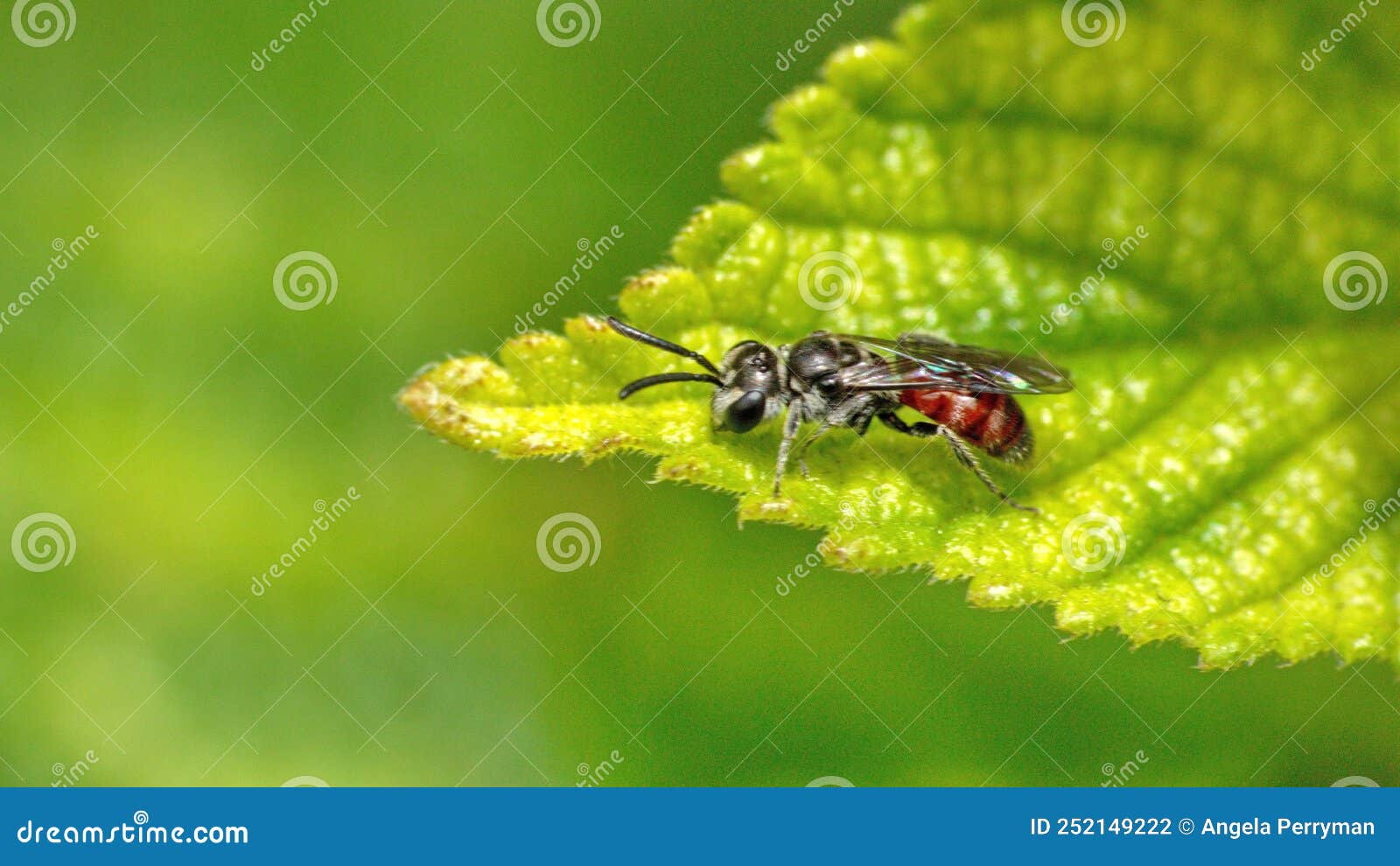 Small, Black Wasp on a Leaf Stock Photo - Image of macro, leaf: 252149222