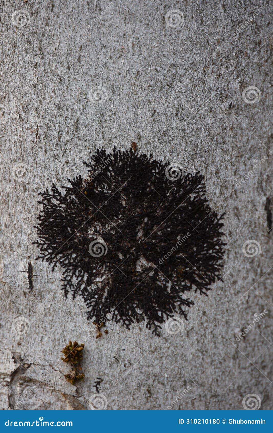 A Small Black and White Blob of Moss Sits on a Gray Surface Stock Photo ...