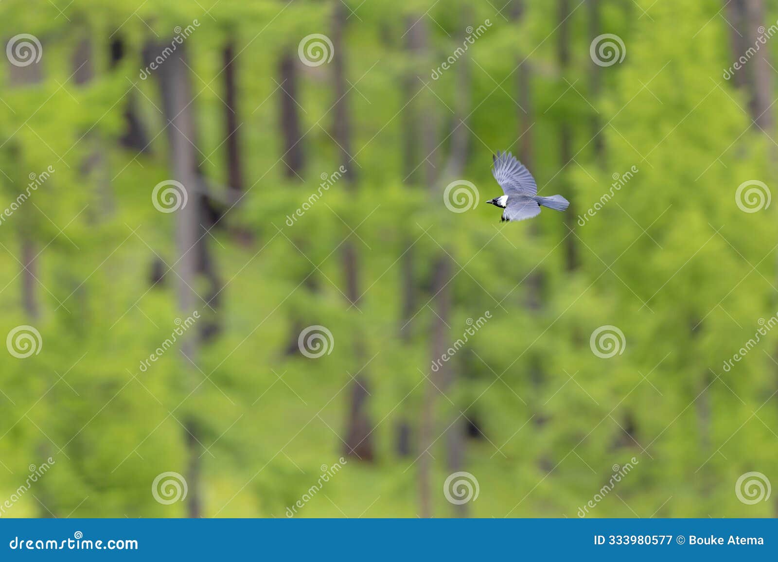 Daurian Jackdaw (Coloeus Dauuricus) in Flight. Stock Image - Image of ...