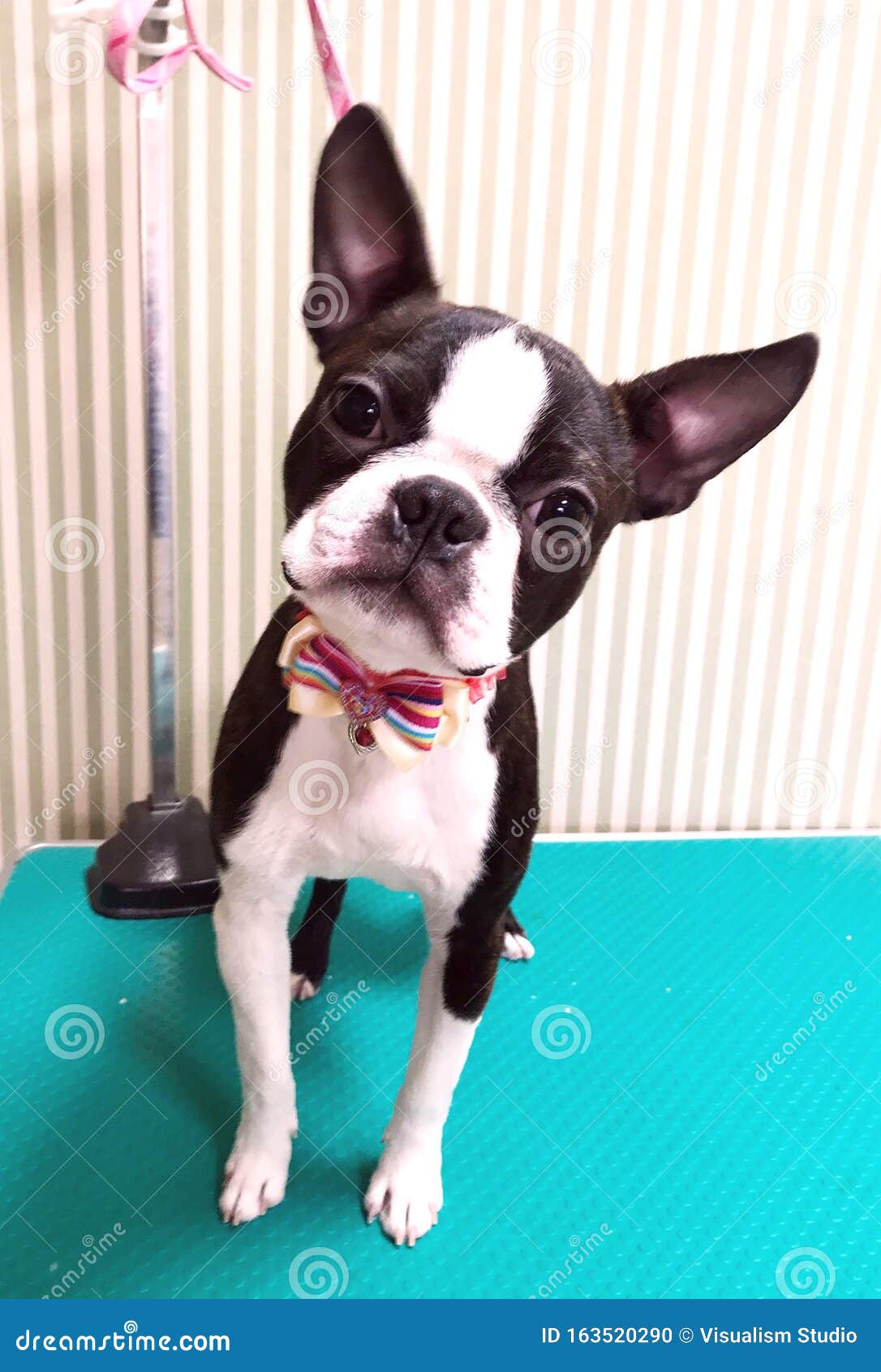 A Small Black and White Dog is Sitting Stock Photo - Image of icon ...