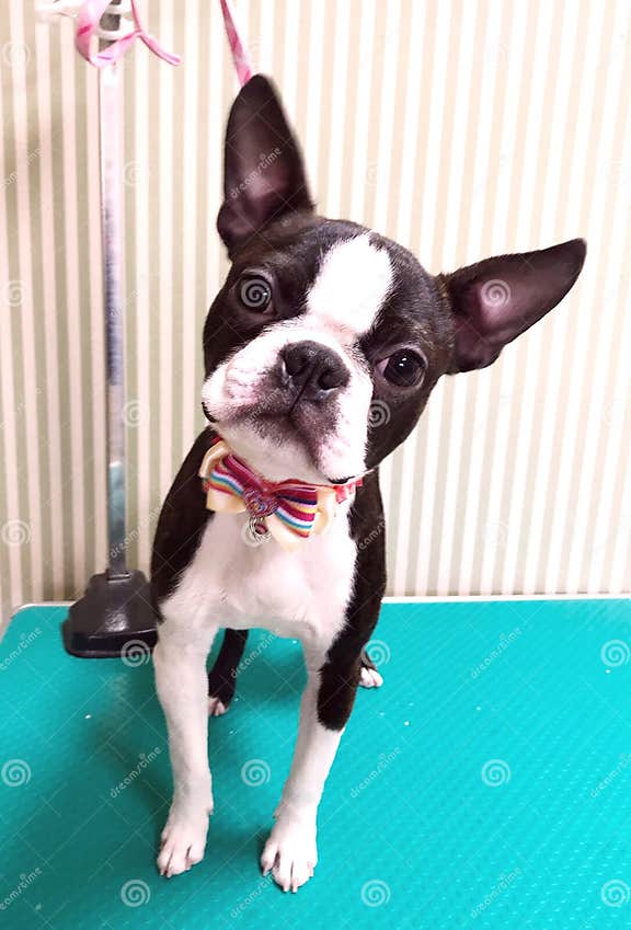 A Small Black and White Dog is Sitting Stock Photo - Image of icon ...