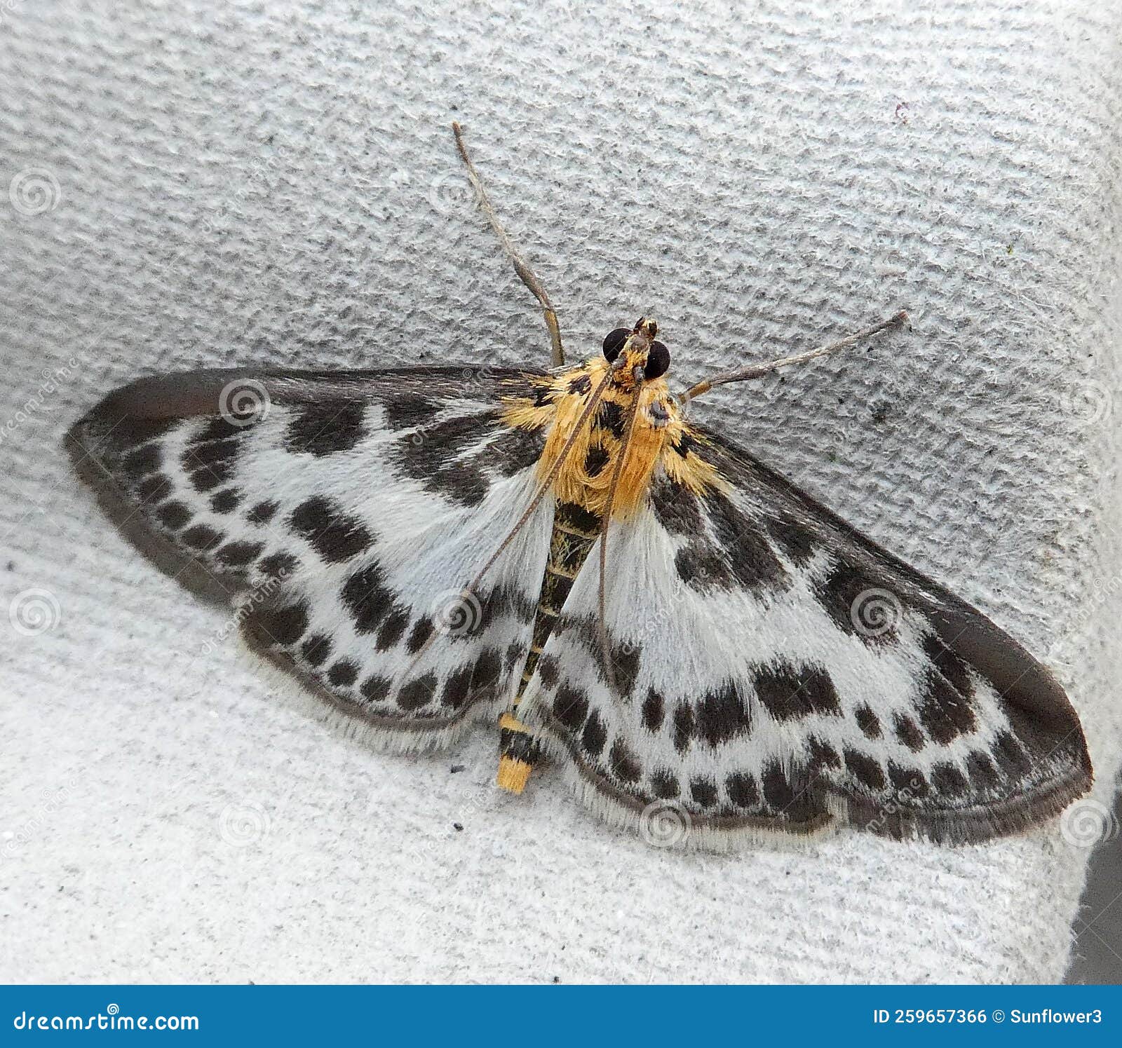Small Black and White Magpie Moth Stock Photo - Image of small ...