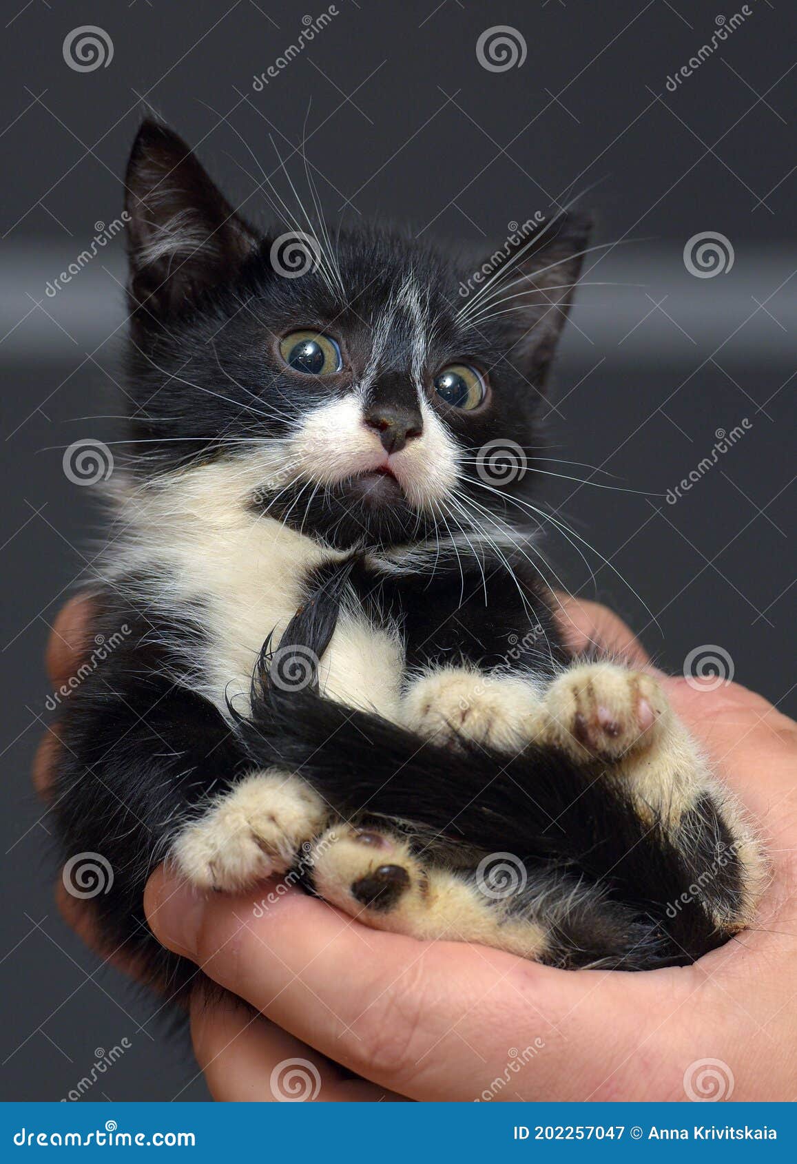 Small Black and White Scared Kitten Stock Image - Image of nature ...