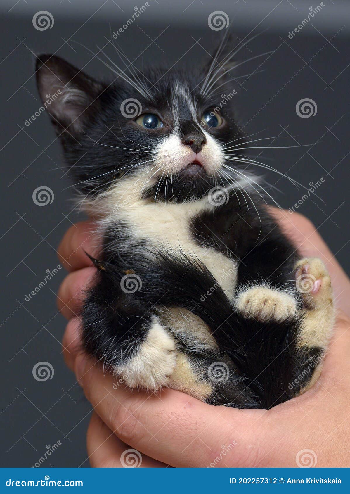 Small Black and White Scared Kitten Stock Photo - Image of homeless ...