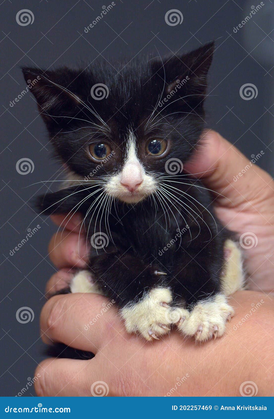 Small Black and White Scared Kitten Stock Image - Image of afraid, blue ...