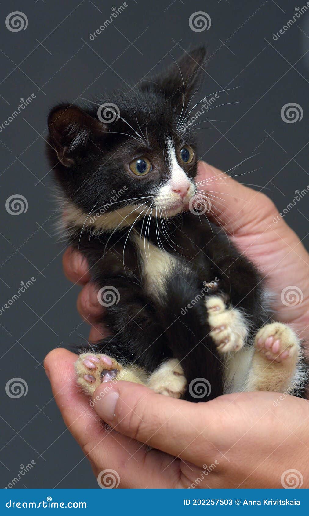 Small Black and White Scared Kitten Stock Image - Image of muzzle ...