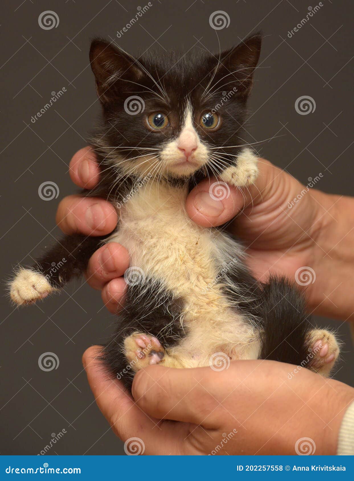 Small Black and White Scared Kitten Stock Photo - Image of inquisitive ...