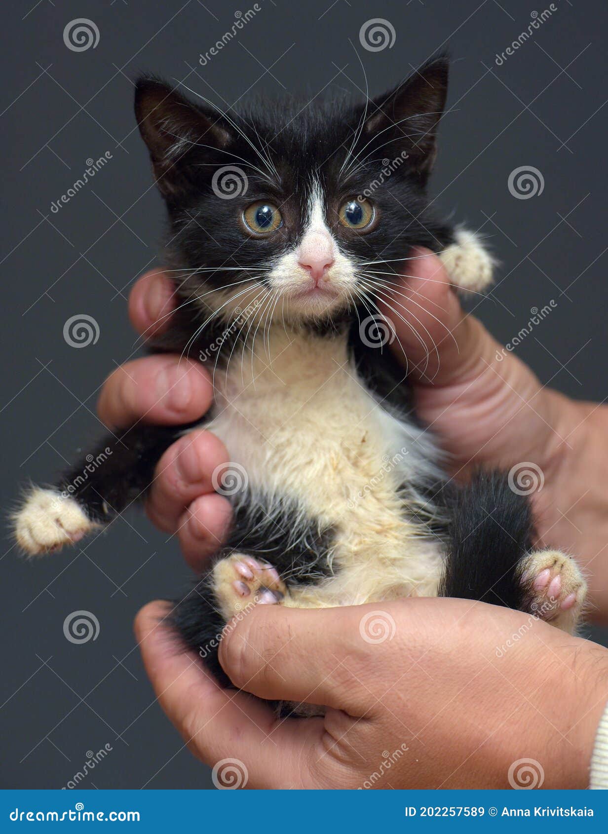 Small Black and White Scared Kitten Stock Image - Image of muzzle ...