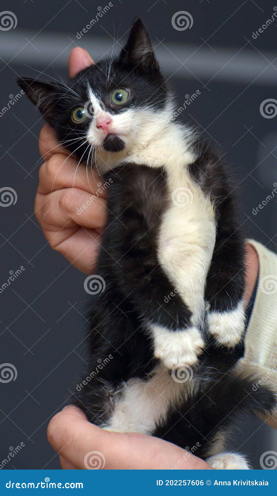 Small Black and White Scared Kitten Stock Photo - Image of little ...
