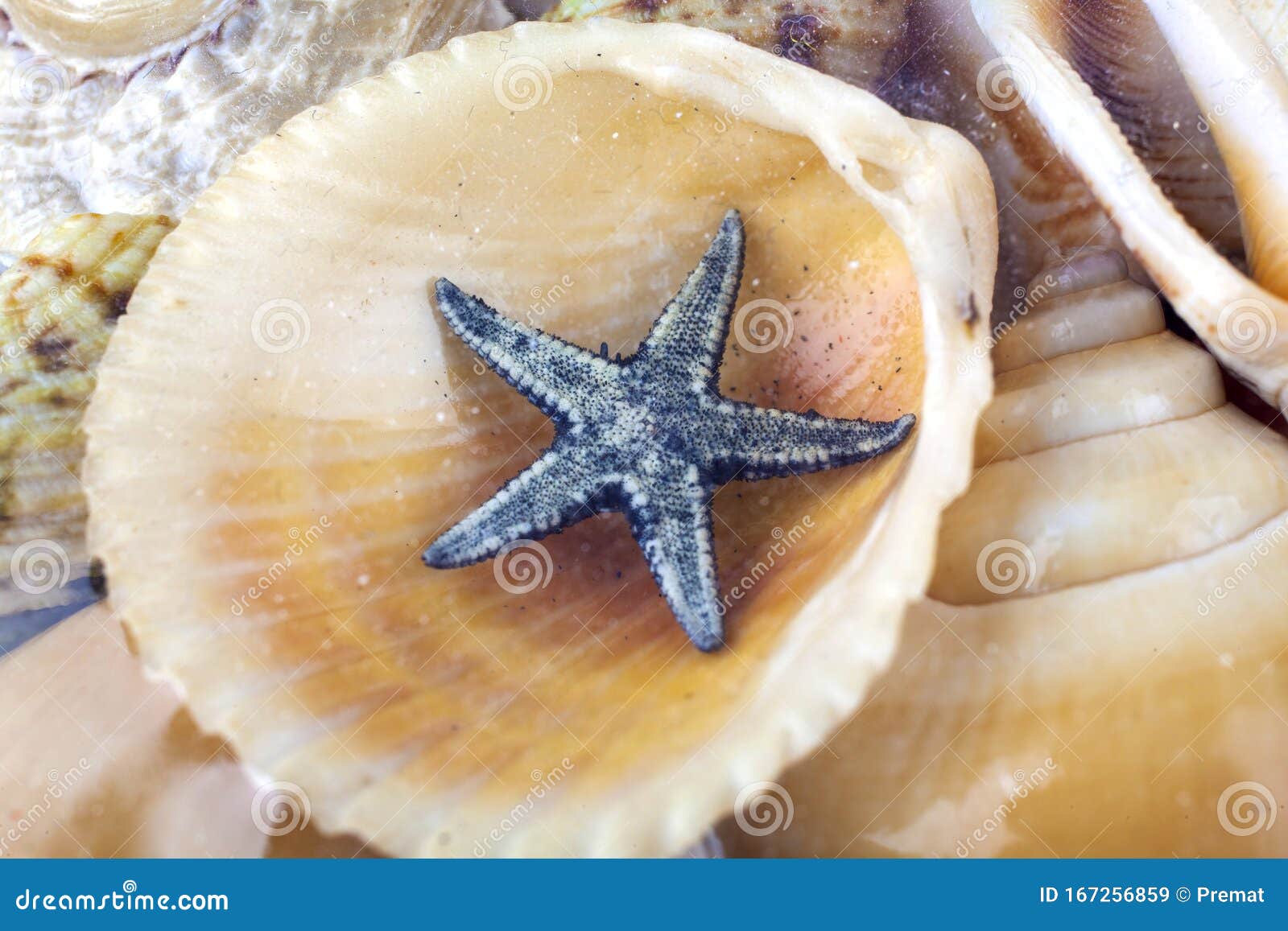 A Small Black and White Starfish Stock Image - Image of life, seashells ...
