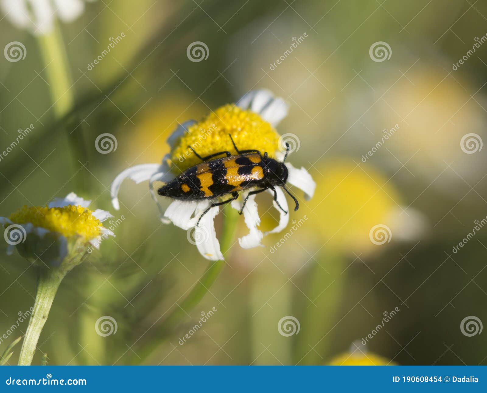 Small Bladder Puller Hycleus Tenerus Stock Photo - Image of wildlife ...
