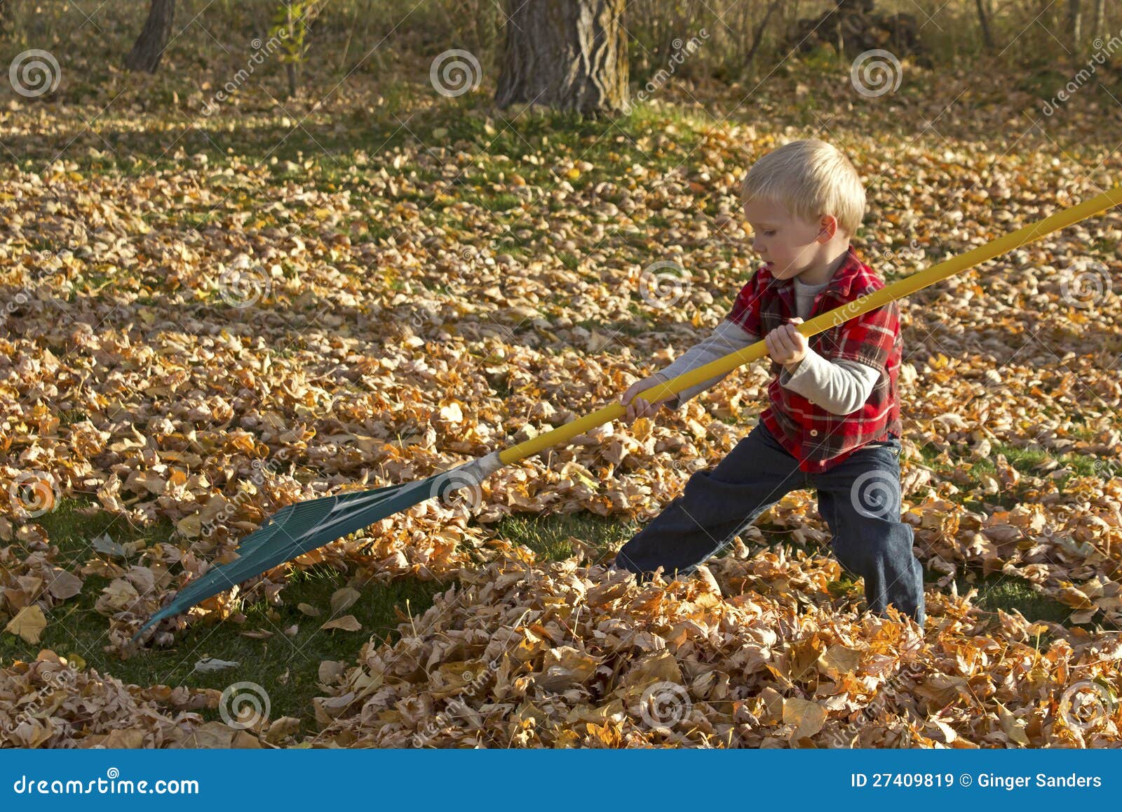 Small Blonde Boy Raking Leaves Stock Image - Image of photograph, sunny ...