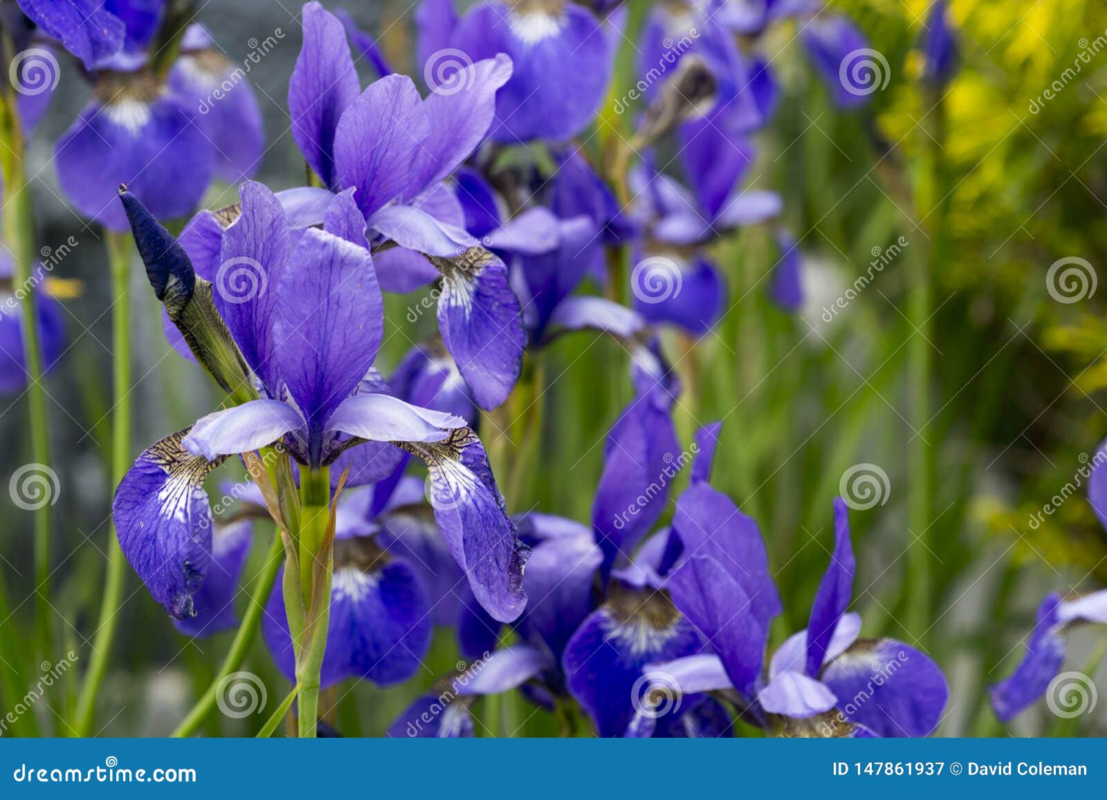 Small Japanese Iris in Full Bloom Stock Image - Image of bloom, blooms ...