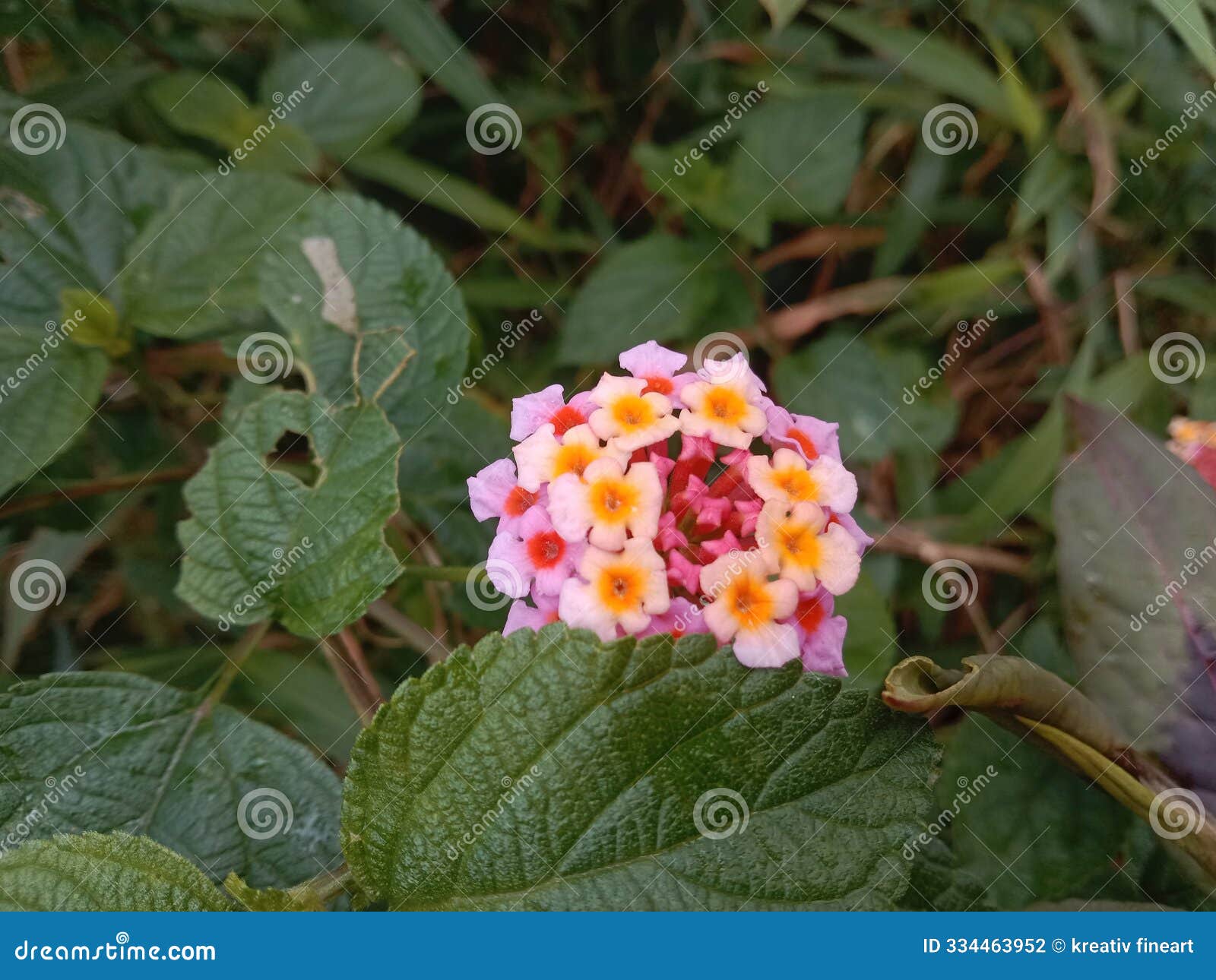 Small Blossom Flowers in Green Field after Rain Stock Photo - Image of ...
