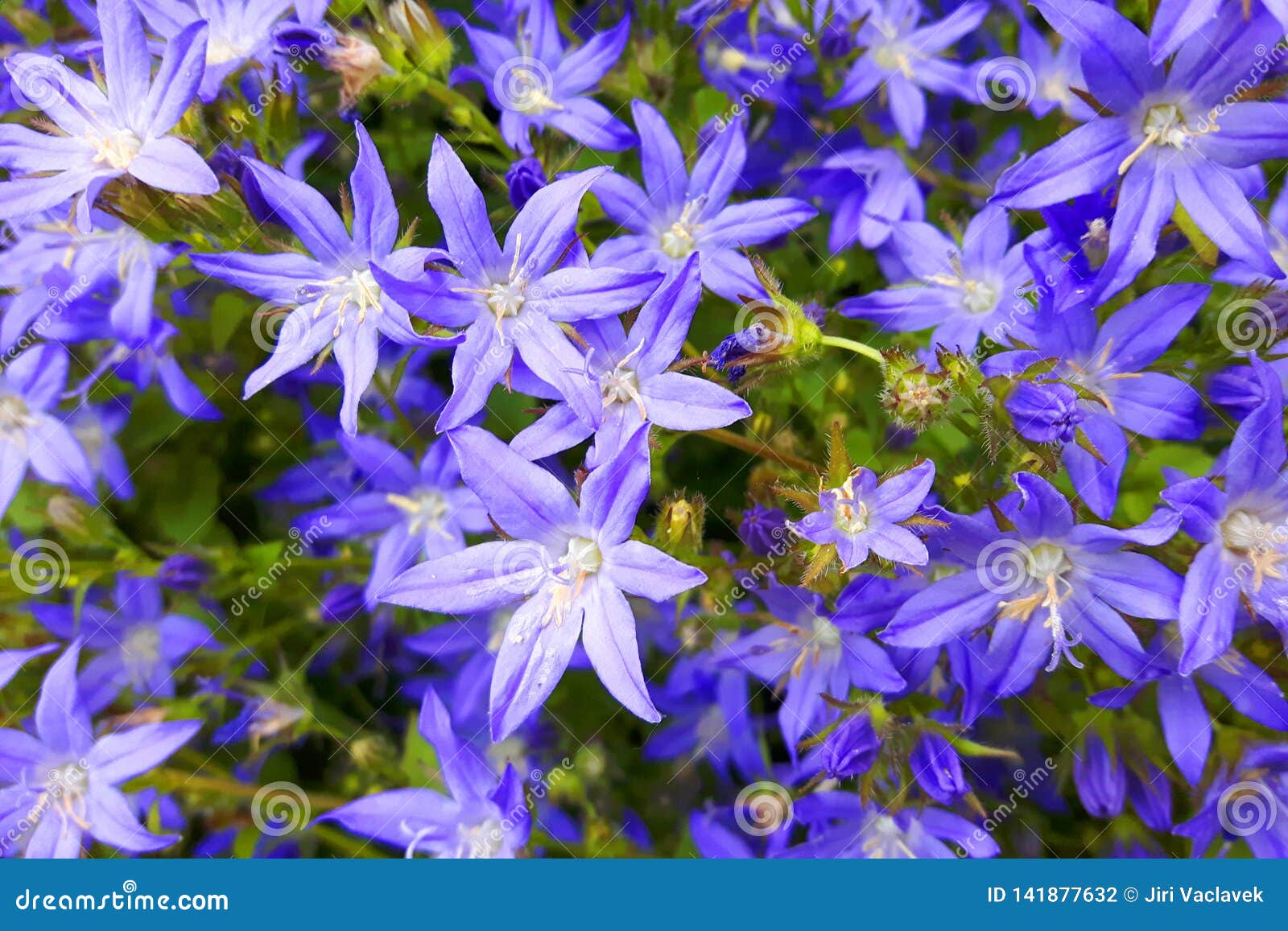 Small Blue Bell Flowers Texture Stock Photo - Image of nature, garden ...