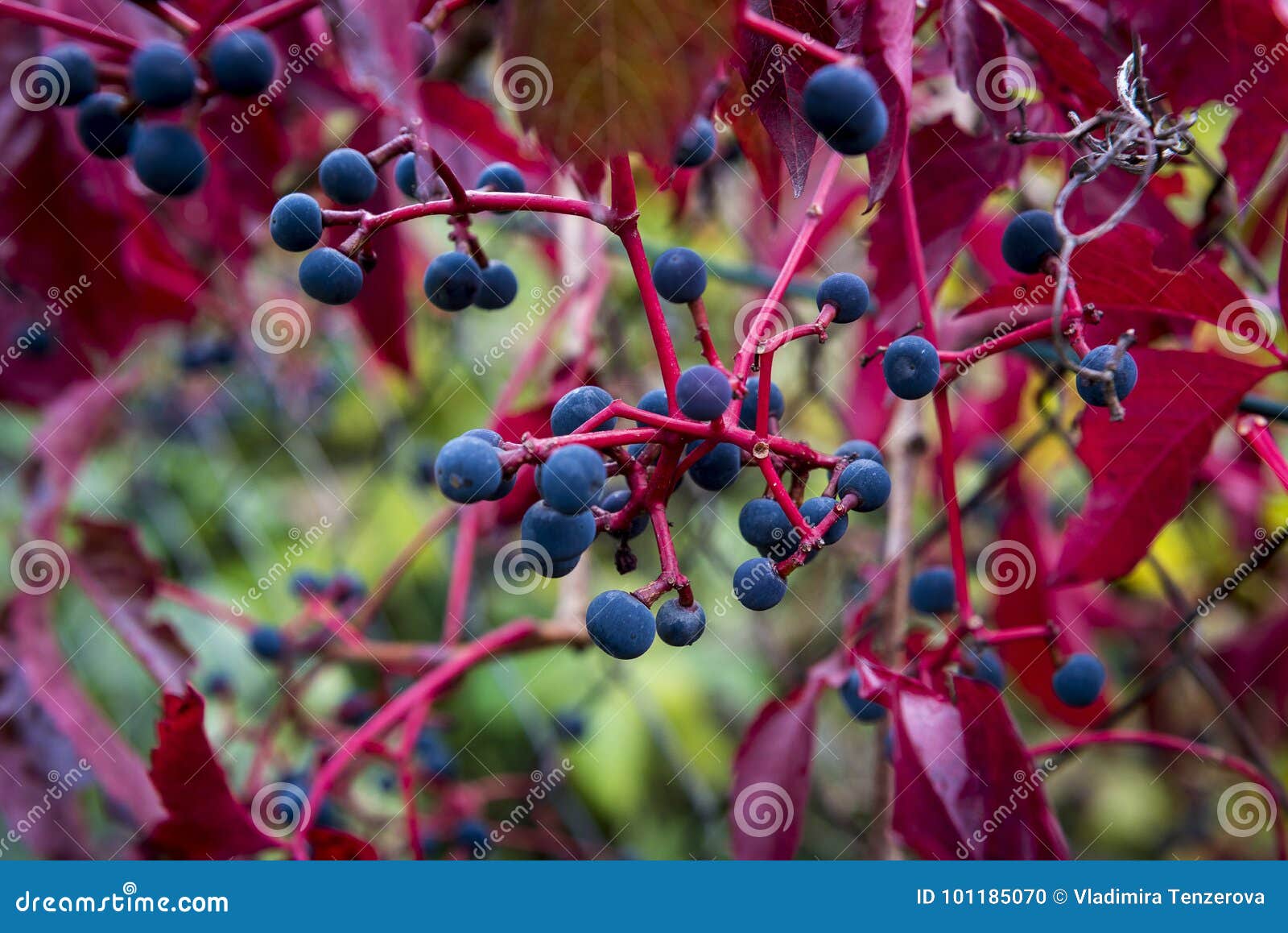 Small Blue Berry on Bush with Red Leaves Stock Photo - Image of green ...