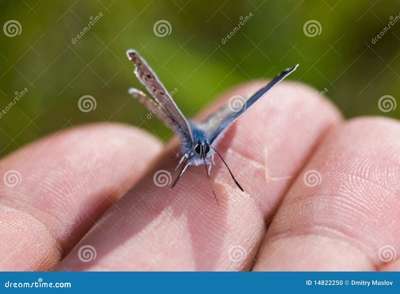The small blue butterfly stock photo. Image of vibrant - 14822250