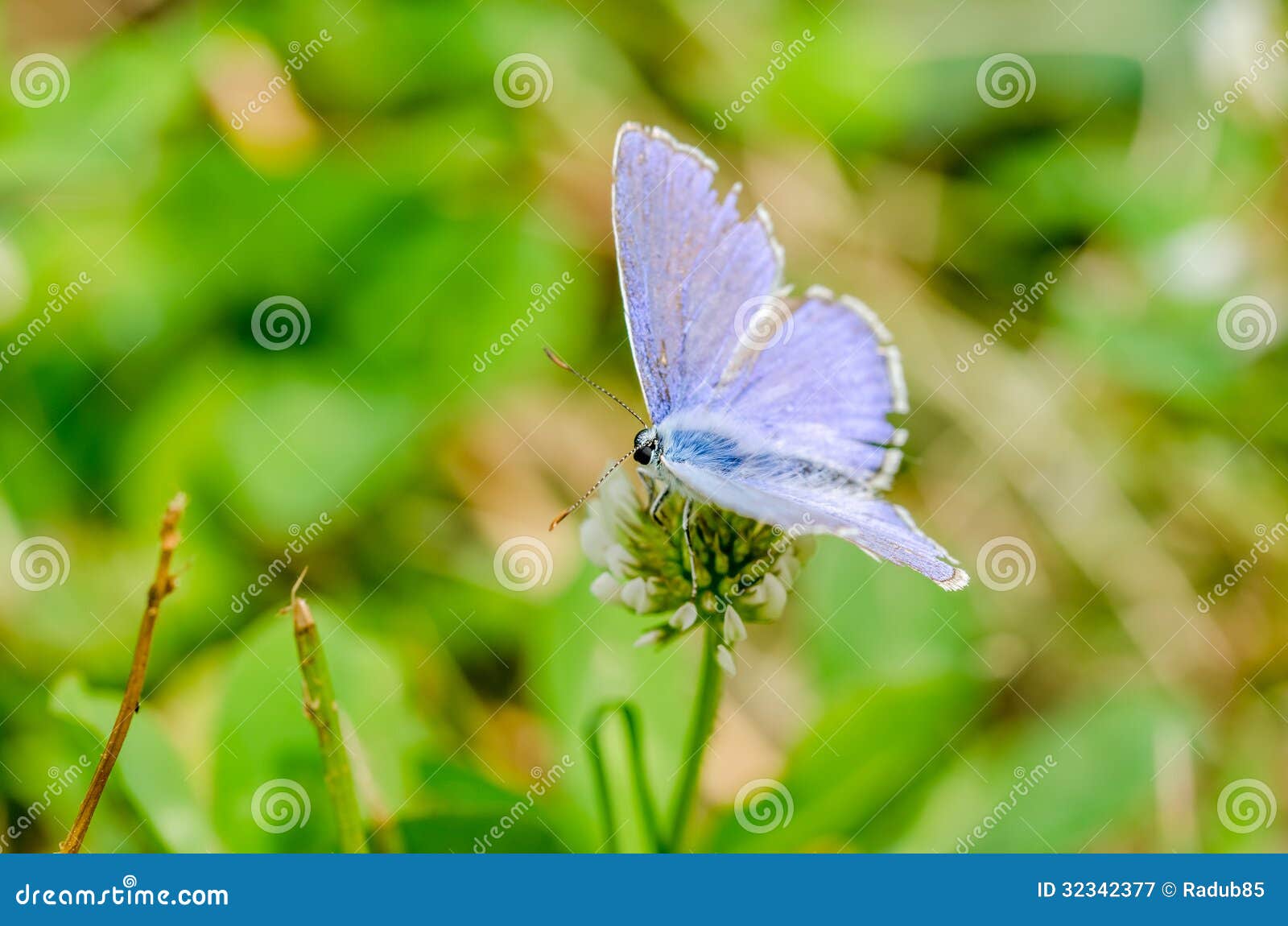Small Blue Butterfly stock image. Image of blue, freshness - 32342377