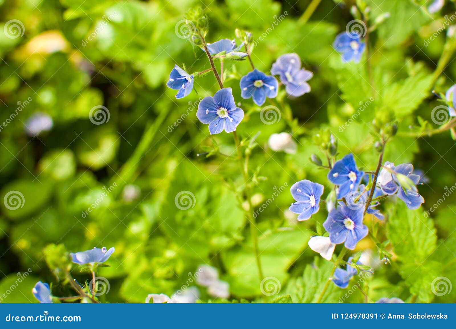 Small, Blue Cat`s Eyes Flower on a Meadow Stock Image - Image of ...