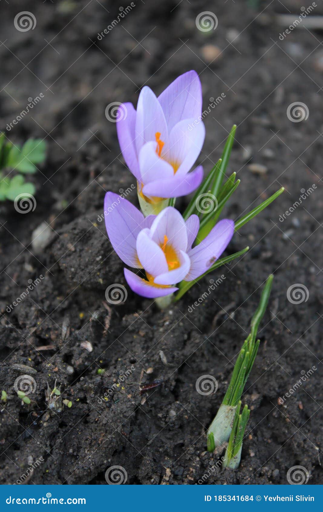 Small Blue Crocus Flower on a Background of Soil. Early Spring Stock ...