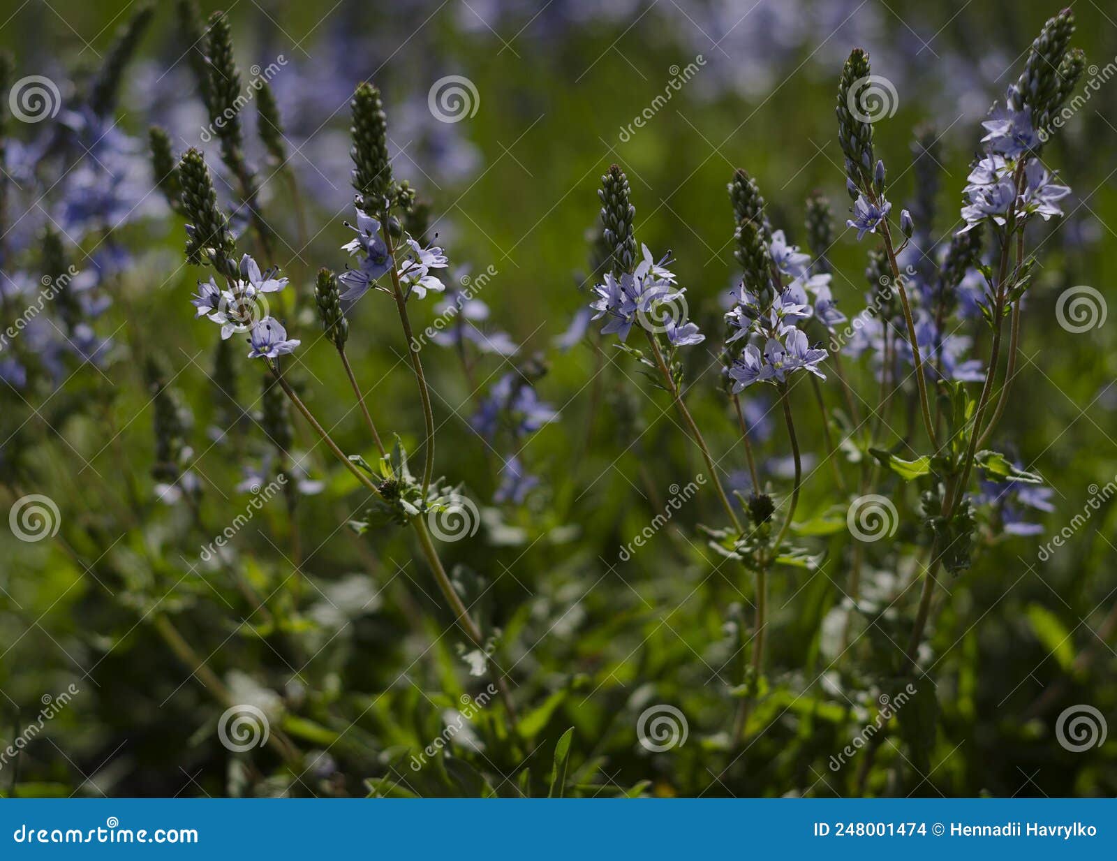 Small Blue Delicate Flowers in Green Foliage 3 Stock Photo - Image of ...