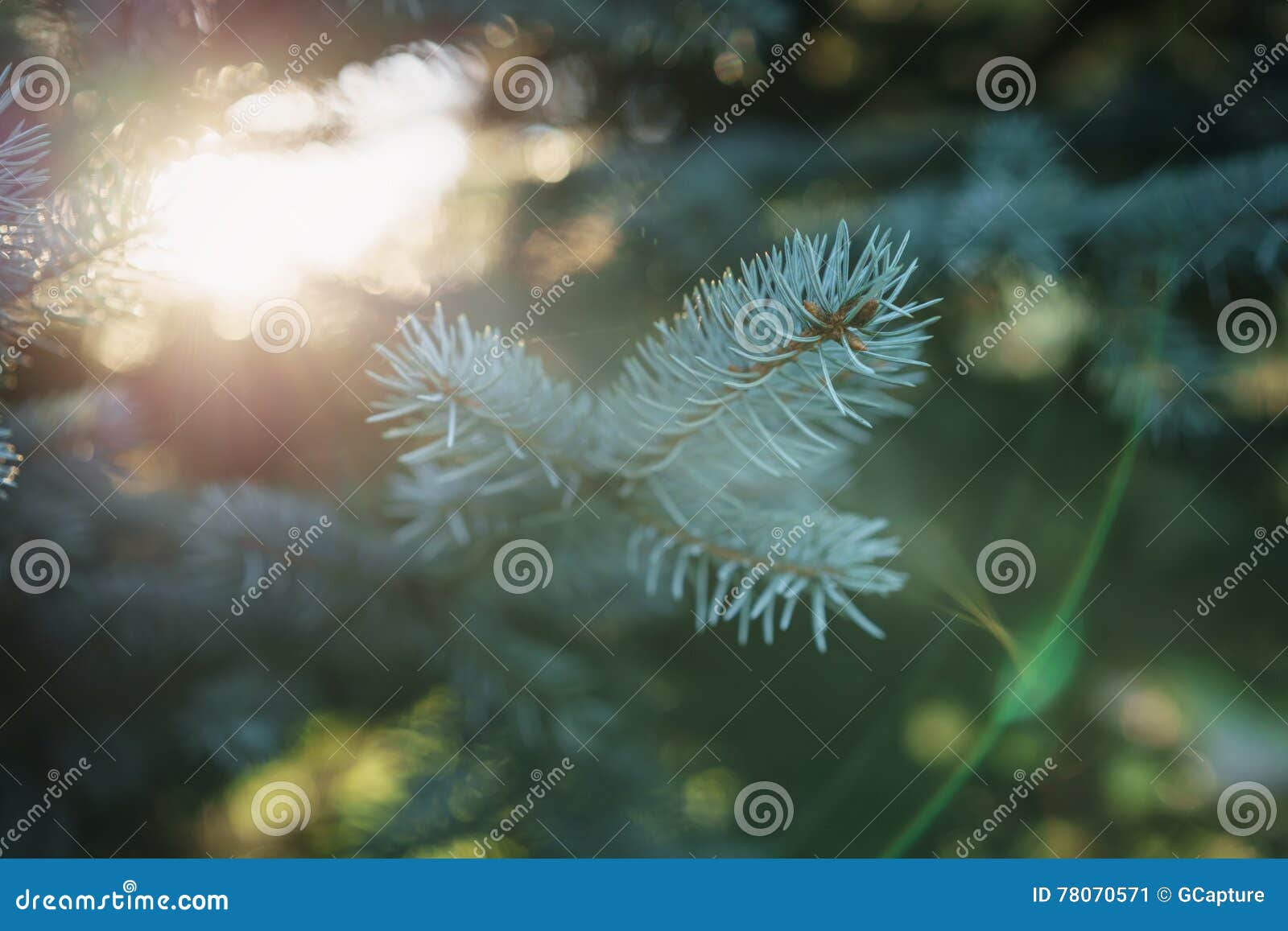 Small Blue Fir Tree Backlit by Sunset Light Stock Image - Image of ...