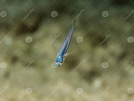 Small blue fish stock photo. Image of ocean, animals, water - 7764862