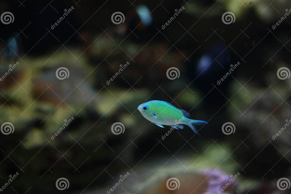 Small blue fish stock image. Image of green, pets, underwater - 7879717