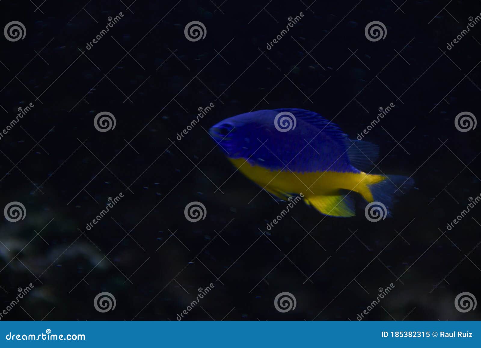 Small Blue Fish in the Ocean Stock Image - Image of environmental, food ...