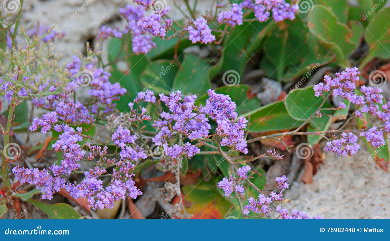 Small Blue Florets on the Rock Stock Photo - Image of brilliant, nature ...