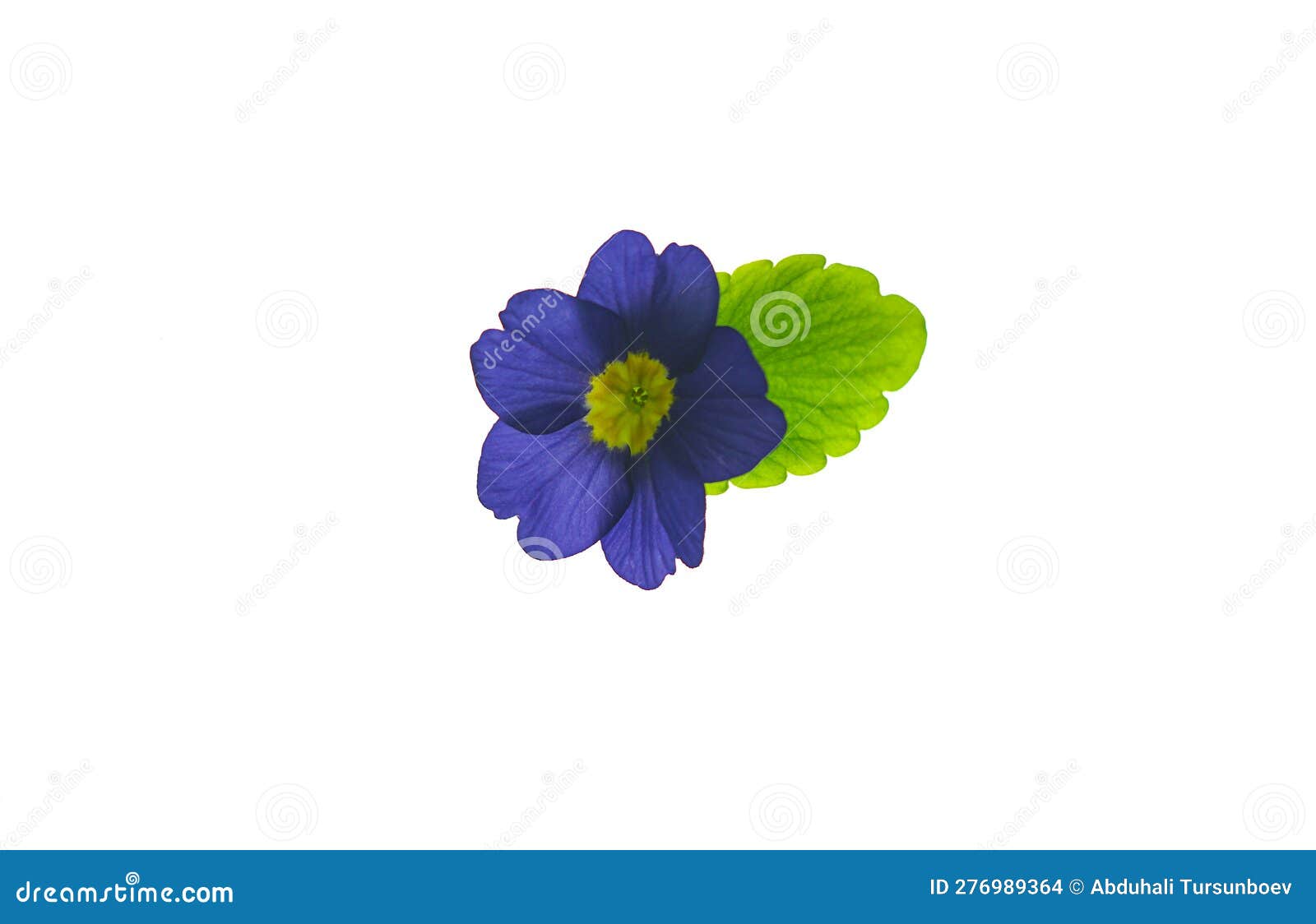 A Small Blue Flower on a White Background Stock Photo - Image of ...