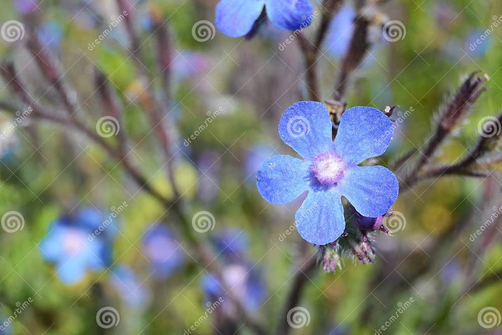 Small blue flower stock photo. Image of head, delicate - 50573262