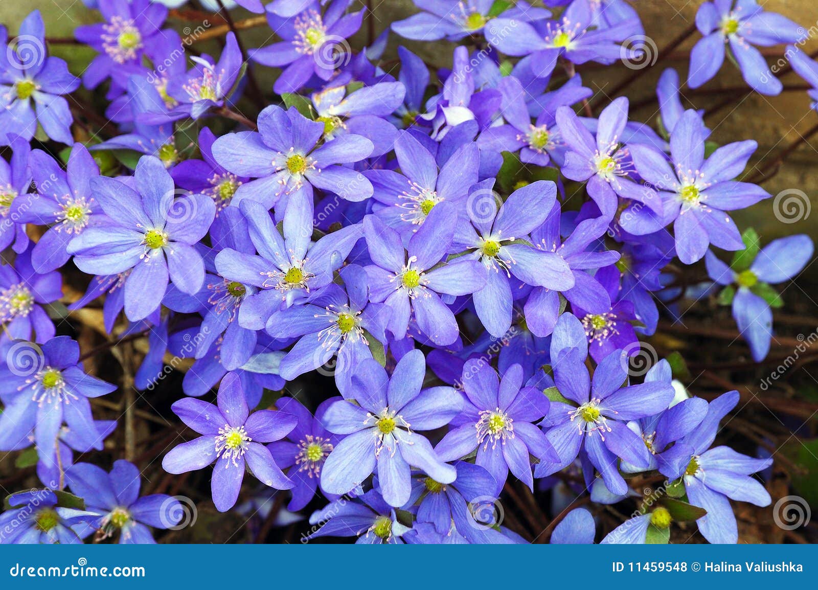 Small blue flowers stock photo. Image of close, beauty - 11459548