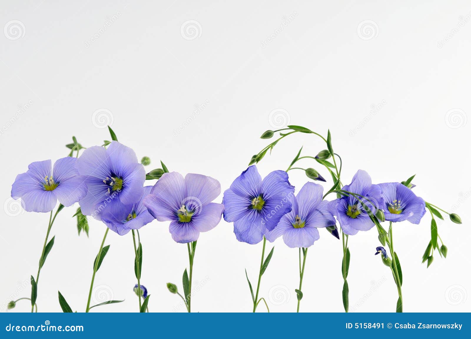 Small blue flowers stock image. Image of soft, delicate - 5158491