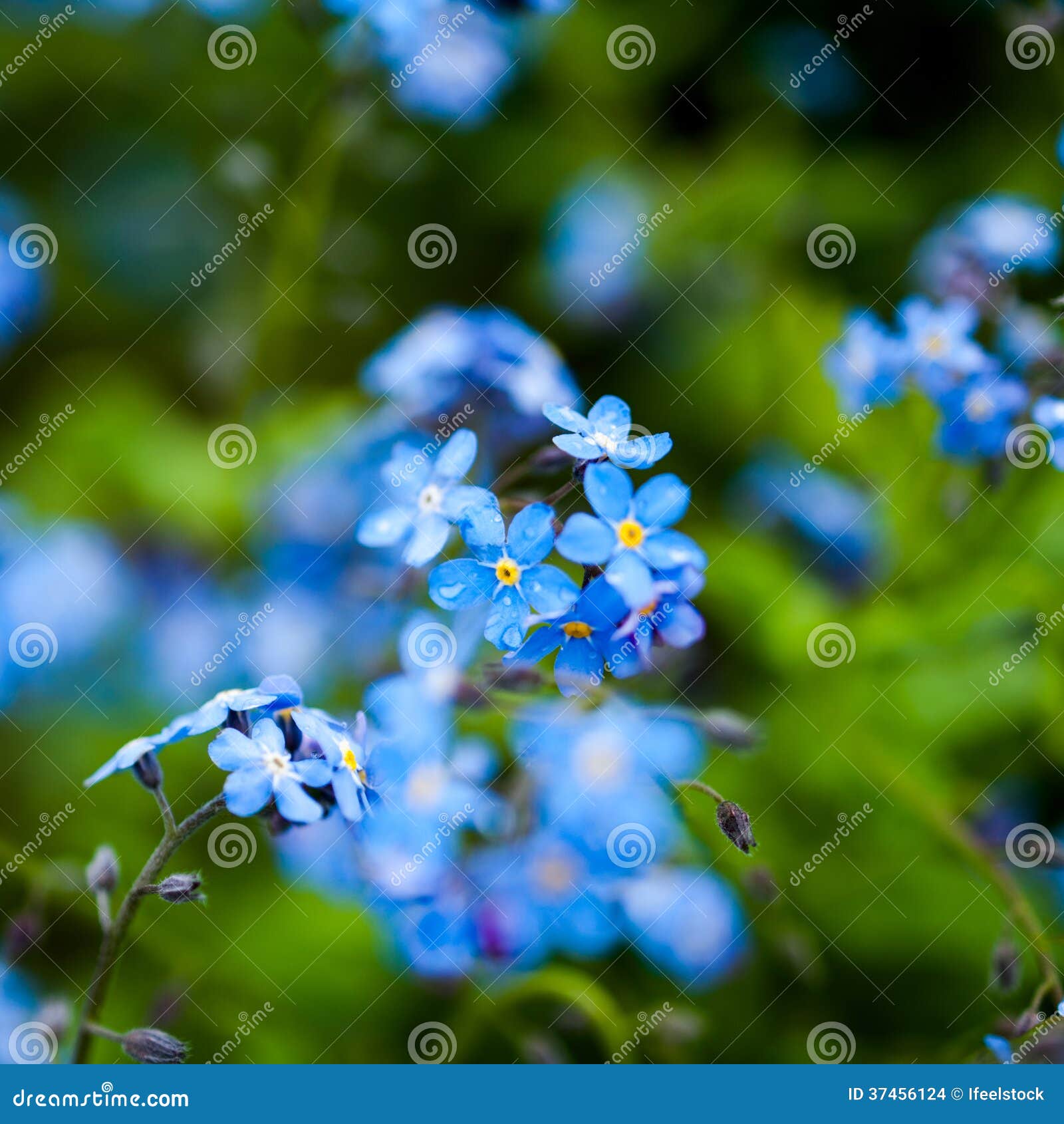 Small blue flowers stock photo. Image of gift, cover - 37456124