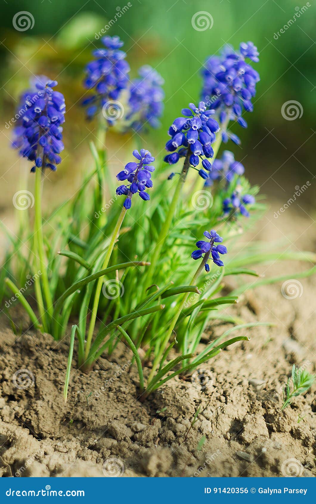 Small Blue Flowers Bloom in Spring Muskari Stock Photo - Image of ...