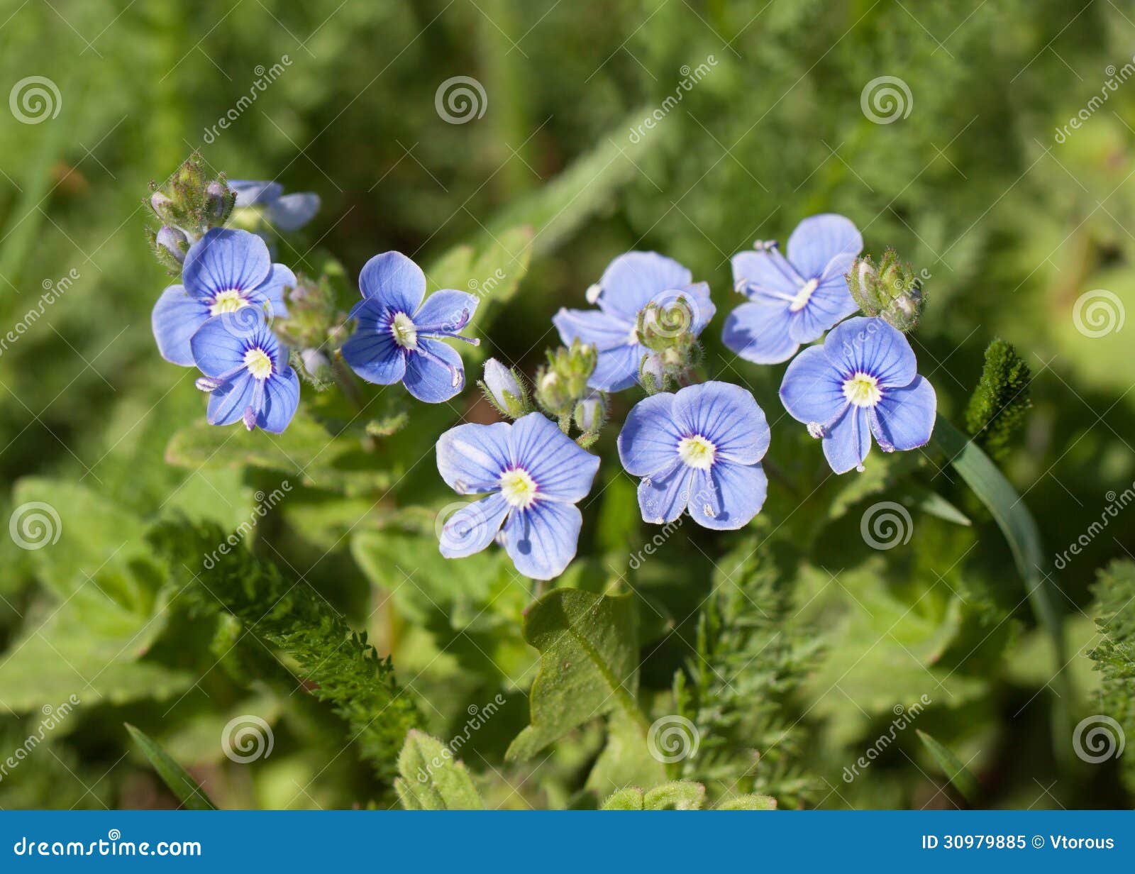 Small blue flowers stock image. Image of summer, small - 30979885