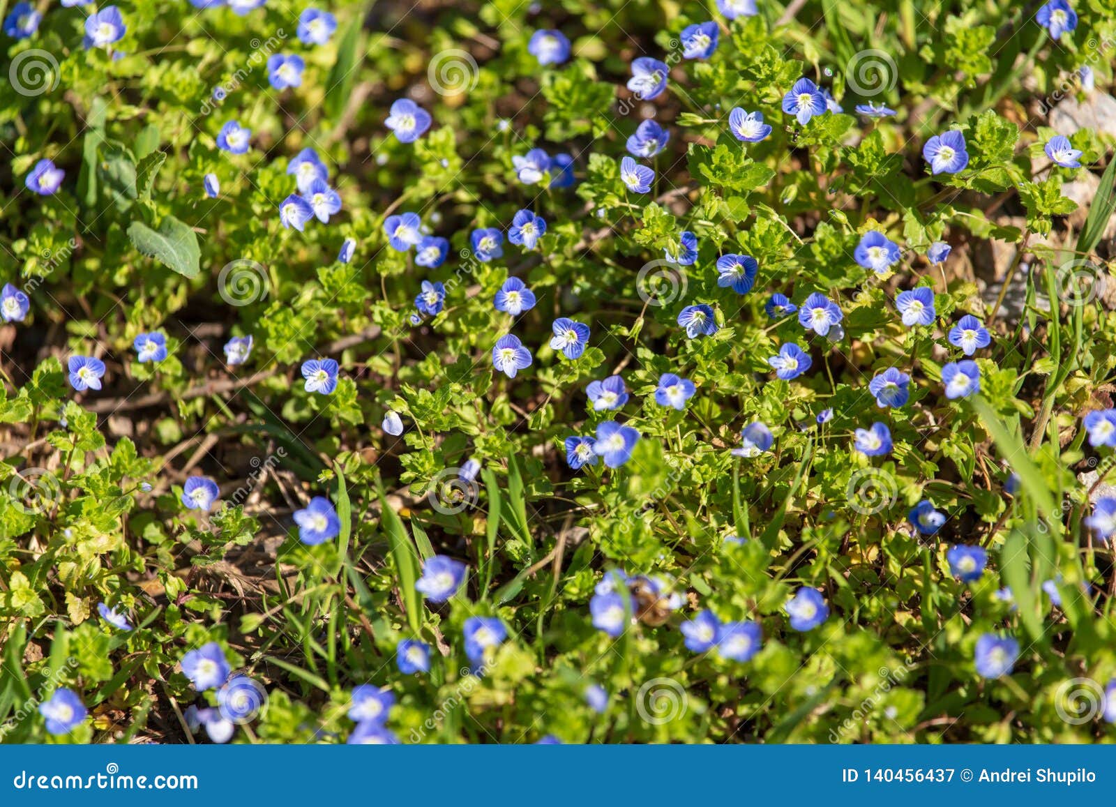 Small Blue Flowers in Nature Stock Image - Image of small, flora: 140456437